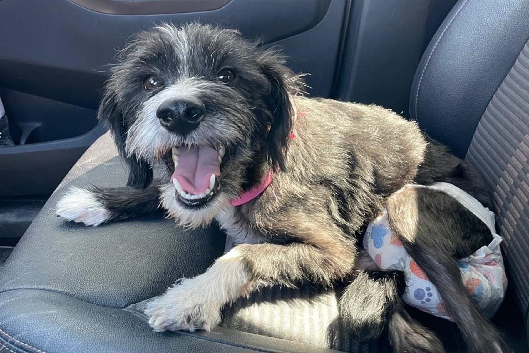 Manos que salvan a los perros de la calle en riesgo: la fuerza de un ...