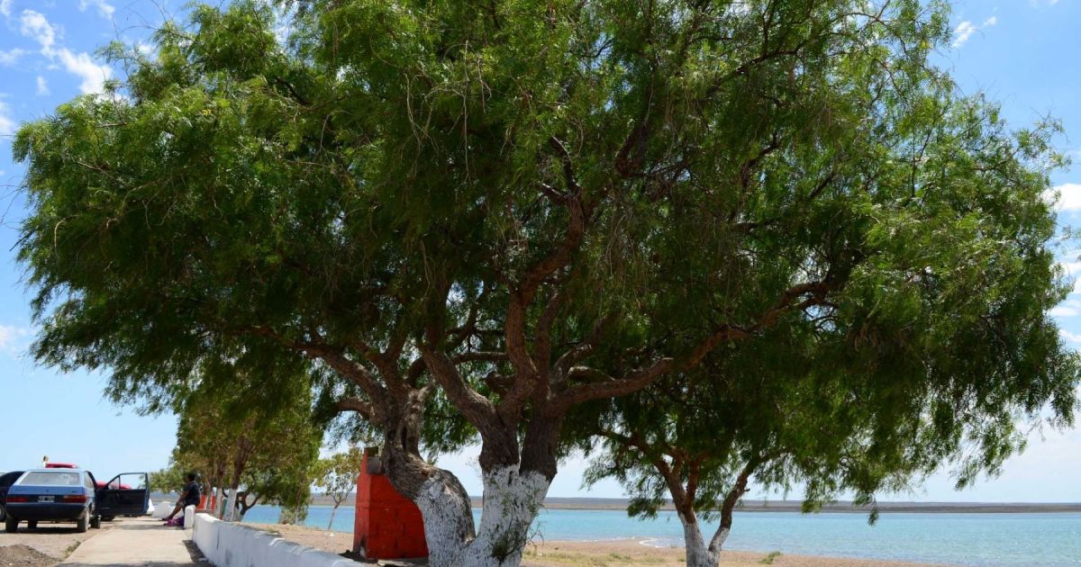 El ‘arbolito de Salas’: conocé el aguaribay más famoso entre los ...