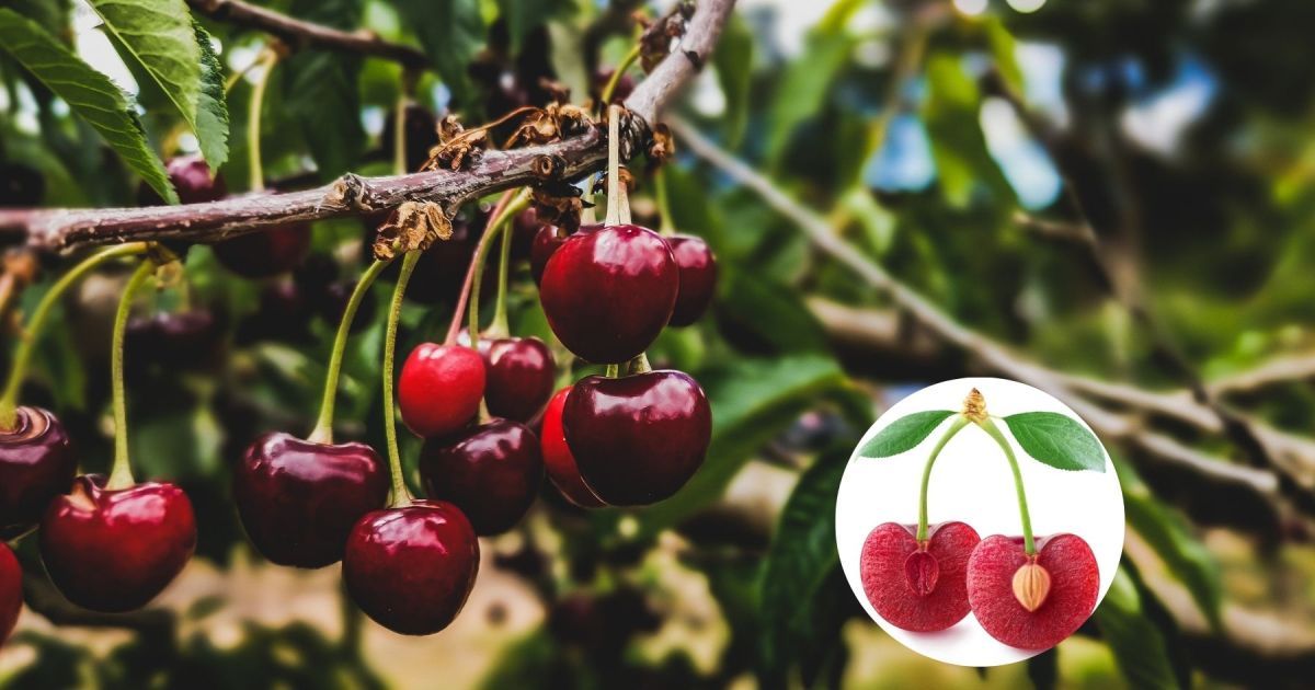 Cerezos | Cómo hacer que nazcan desde un carozo: los mejores tips para ...