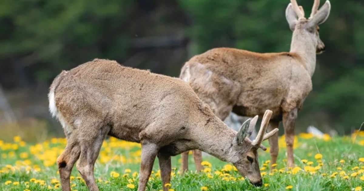 Es oficial: para preservar al huemul, Argentina y Chile desarrollan el ...