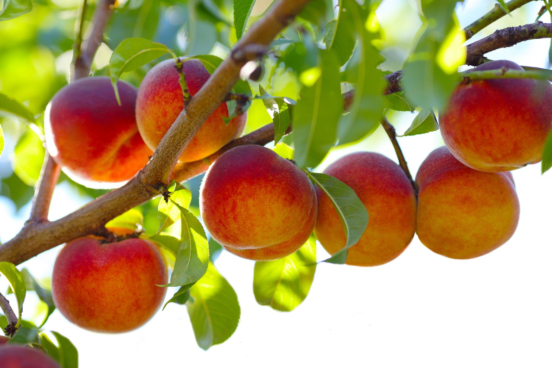 Durazno: cómo sembrarlo desde un carozo y disfrutar de una planta con ...