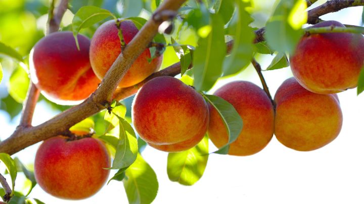 Durazno: cómo sembrarlo desde un carozo y disfrutar de una planta con ...
