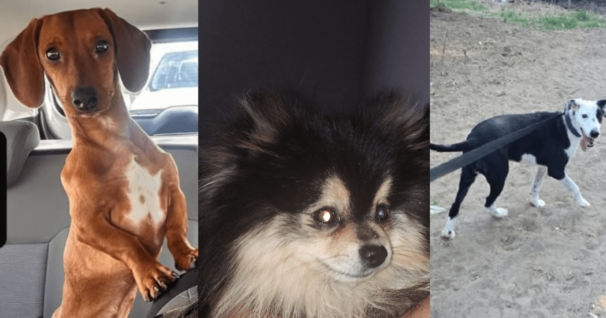 El lado triste de la Navidad: por la pirotecnia, muchos perros ...