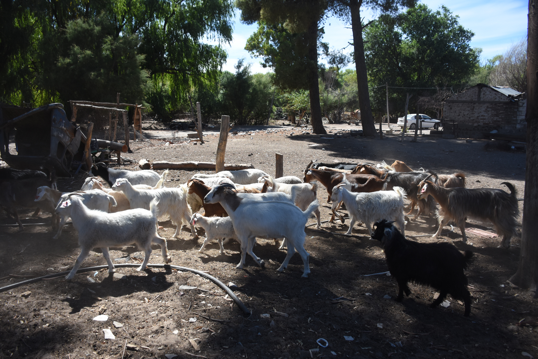 Video | Río bloqueado en Cipolletti, crianceros versus Rodrigo Buteler ...