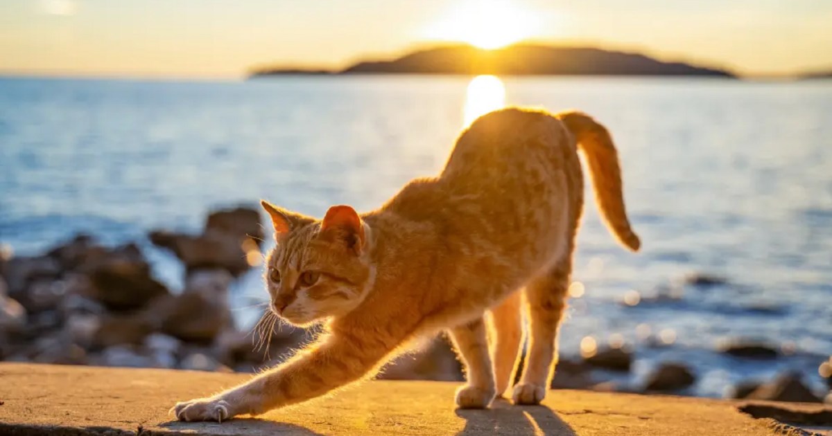 Los beneficios energéticos de tener un gato en tu hogar: “Son reikistas ...