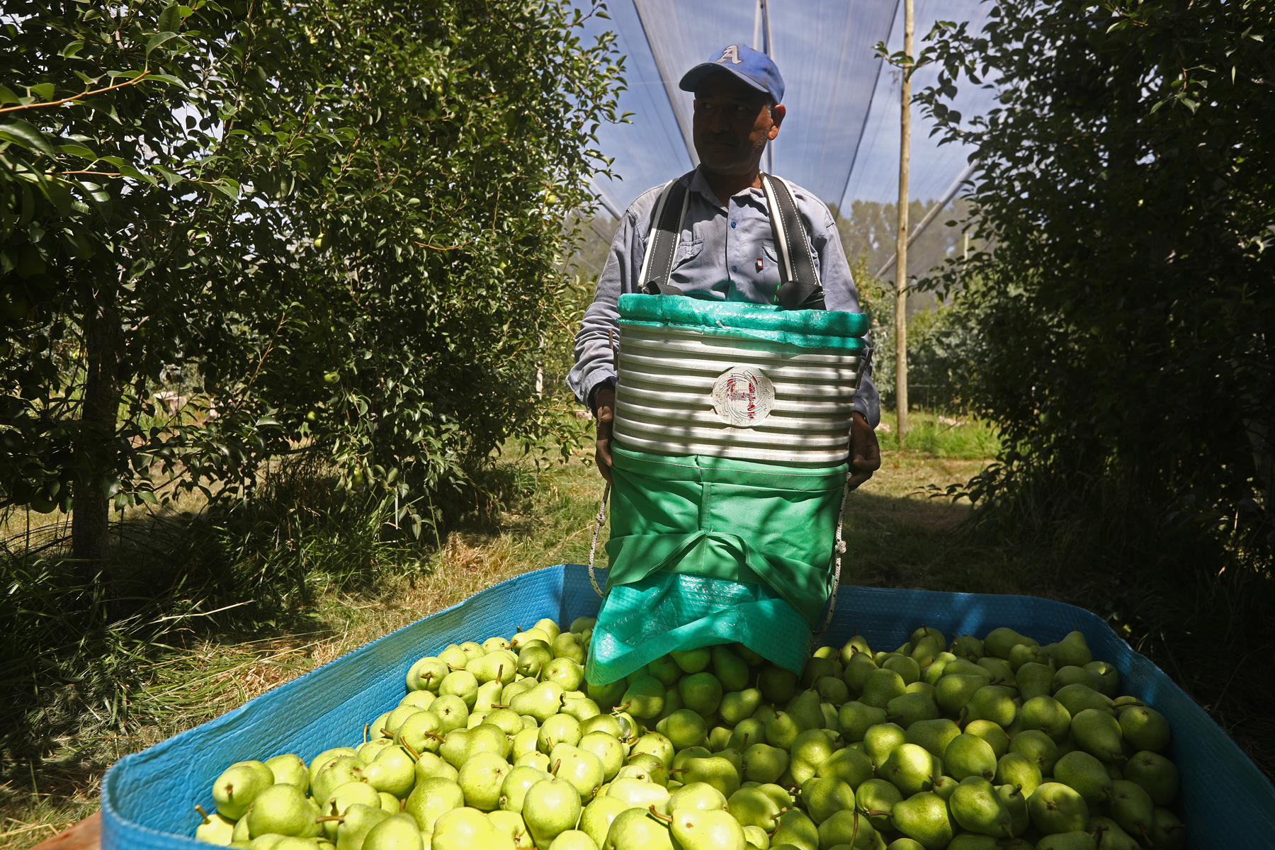Comenzó la cosecha de pera en Río Negro, en medio de un escenario ...