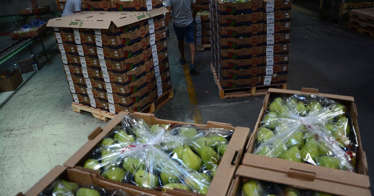 Importación de peras chinas: qué dicen los datos oficiales de la pera ...