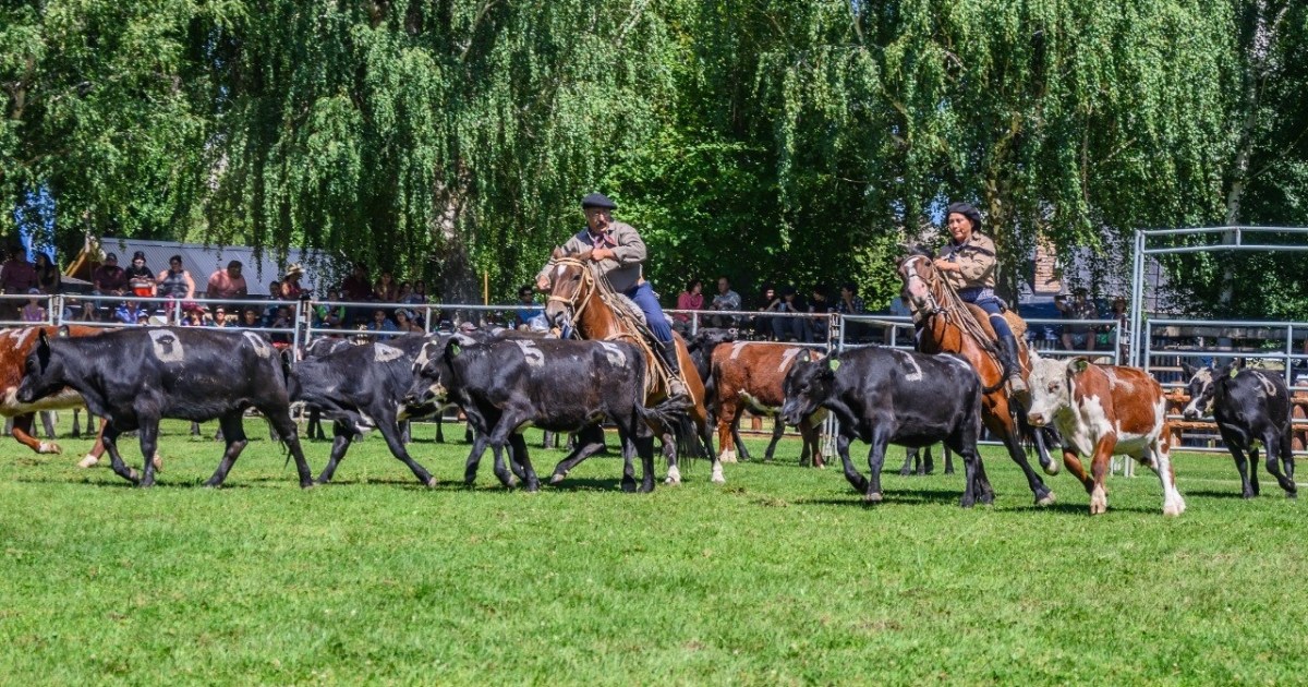 Así será la Expo Rural de Neuquén en Junín de los Andes: una guía con ...