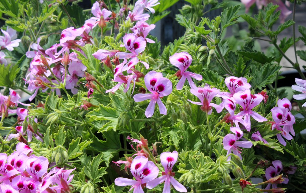 La planta que sí o sí tenés que tener en tu patio para ahuyentar a los ...