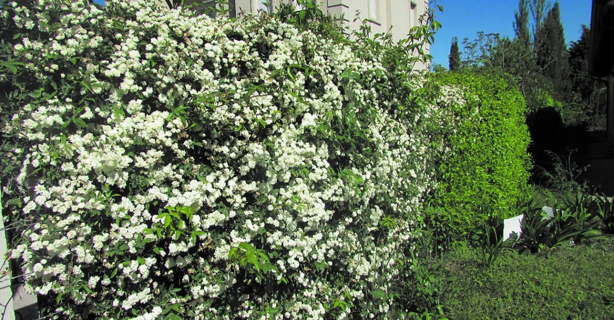 La planta trepadora ideal para formar cercos: crece rápido y es de ...