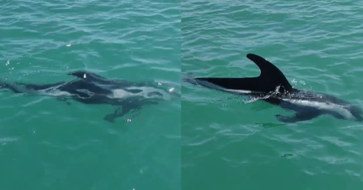 Video | Sorpresa en Las Grutas: un delfín «antártico» visitó a los ...