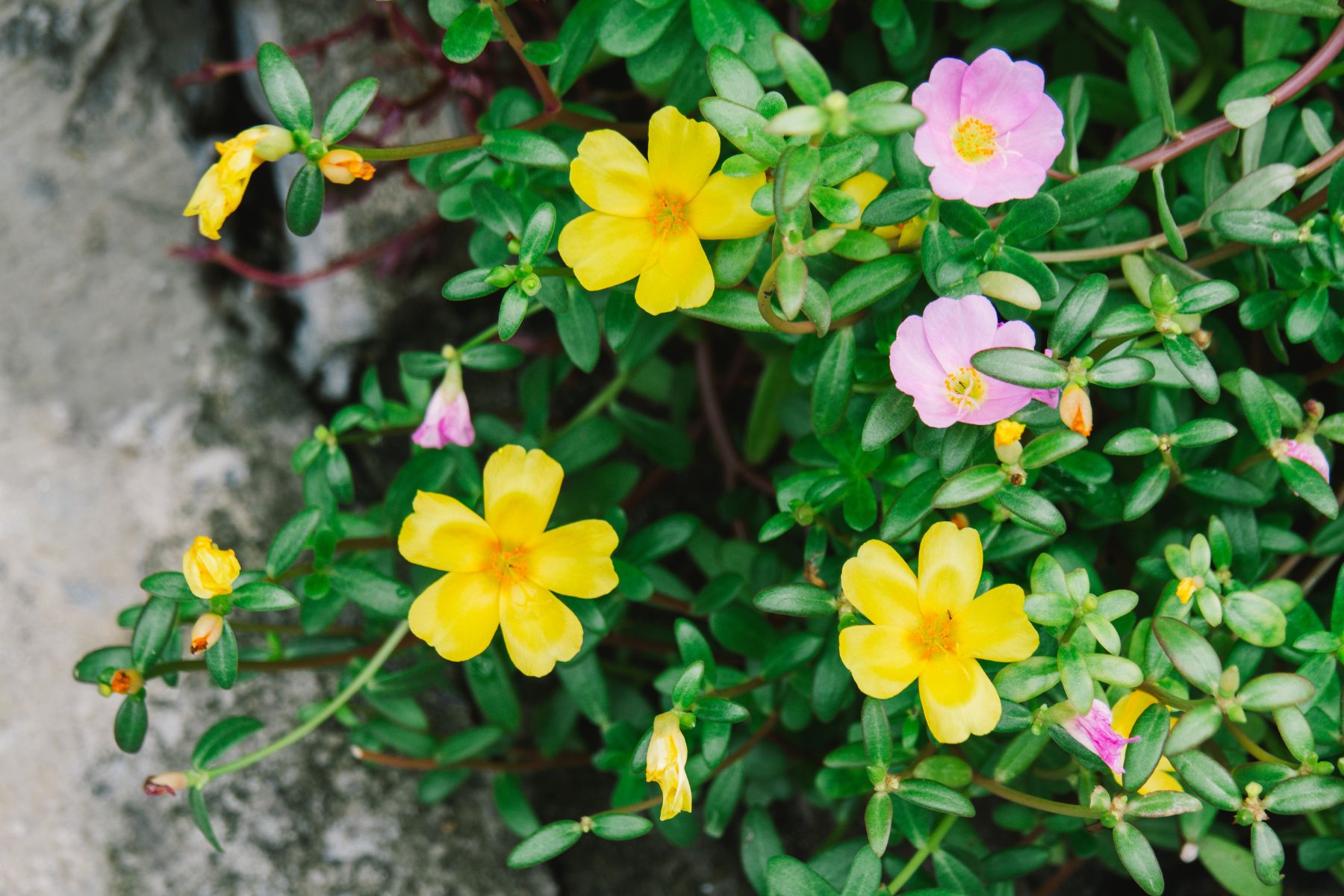 Flor de seda: la planta arbustiva que crece rápido, se llena de flores ...