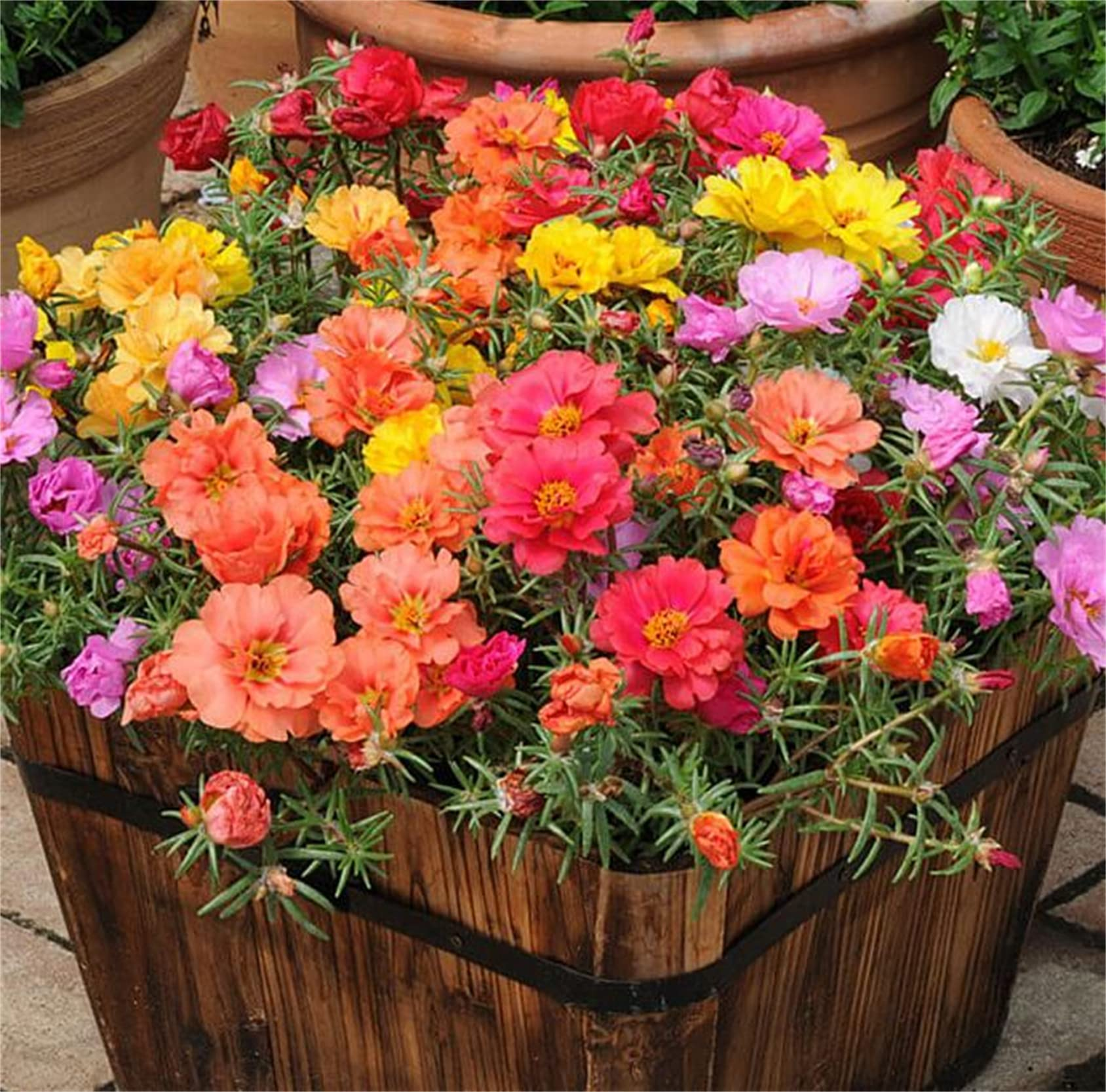 Flor de seda: la planta arbustiva que crece rápido, se llena de flores ...