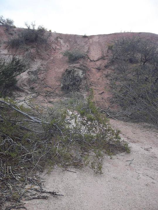 Cómo es la jarilla, la planta nativa del norte de la Patagonia que ...