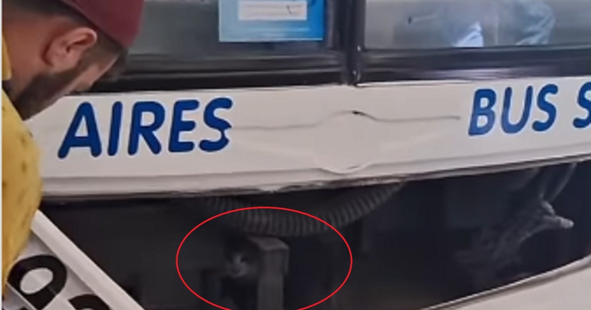Escuchaban ruidos en el colectivo y se encontraron con sorpresa felina: “Ruido en la línea 49 ...
