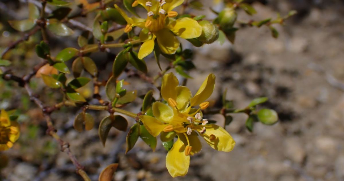 Cómo es la jarilla, la planta nativa del norte de la Patagonia que ...