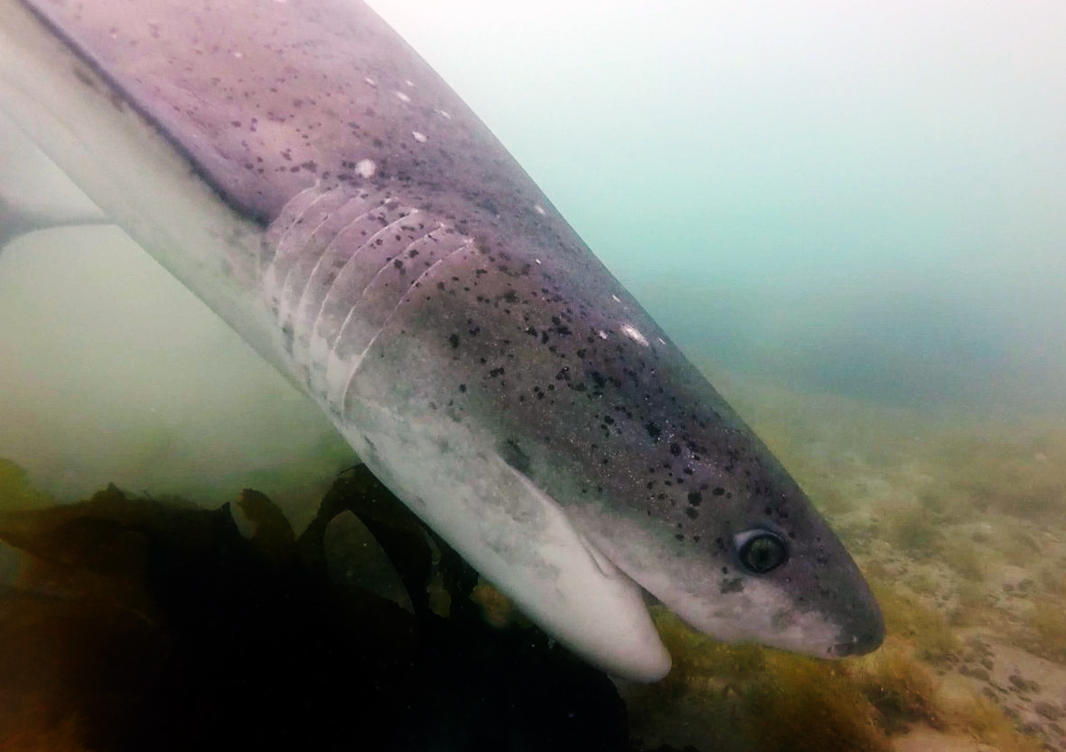 Tiburones en la Patagonia sur: por qué son indispensables para el ...