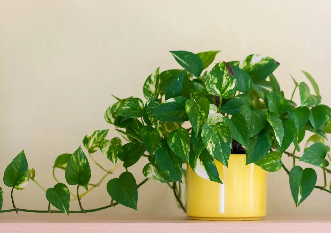 La planta de interior que limpia el aire y sobrevive con poca luz y ...