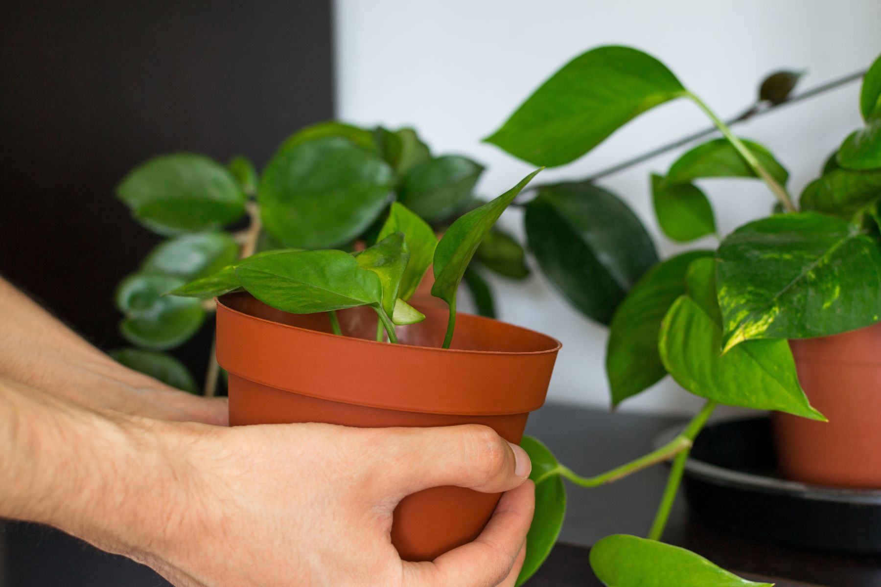 La planta de interior que limpia el aire y sobrevive con poca luz y ...