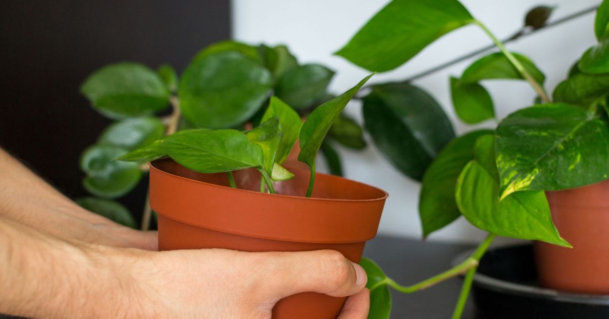 Cómo usar el potus para purificar el aire en casa y mejorar el ...