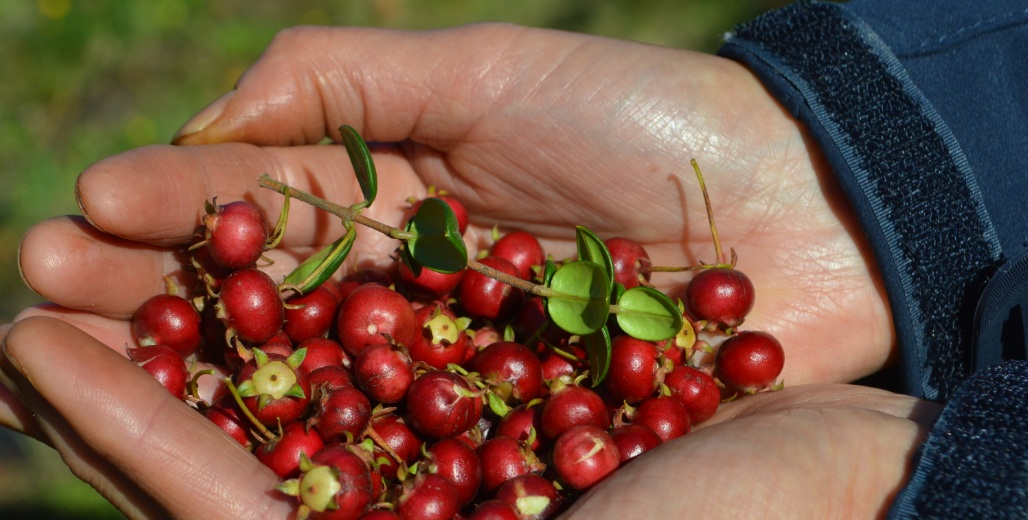 La murtilla, la fruta silvestre con potentes propiedades que solo crece ...
