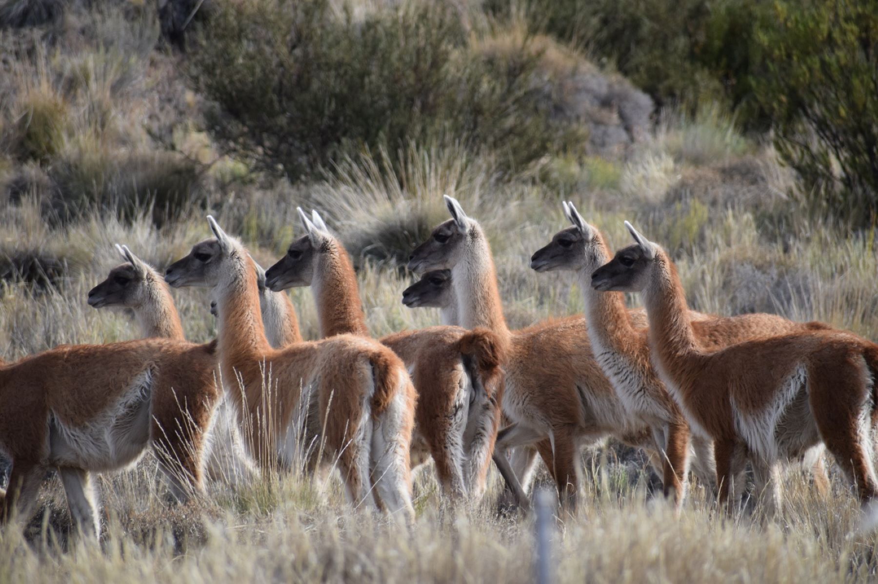 Ruta 237, cerca de Bariloche: la inesperada atracción de los guanacos ...