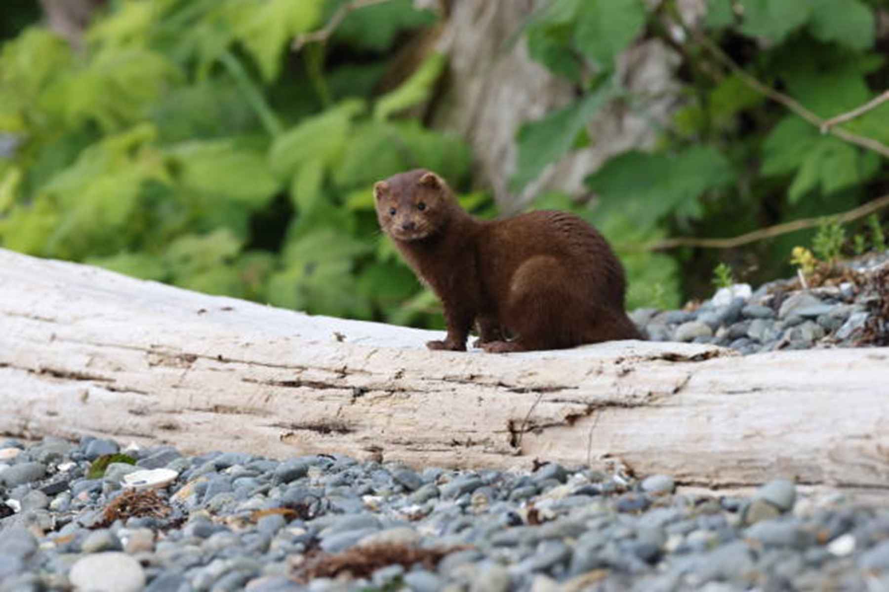 El visón americano, la plaga de la Patagonia: cómo es el plan para ...