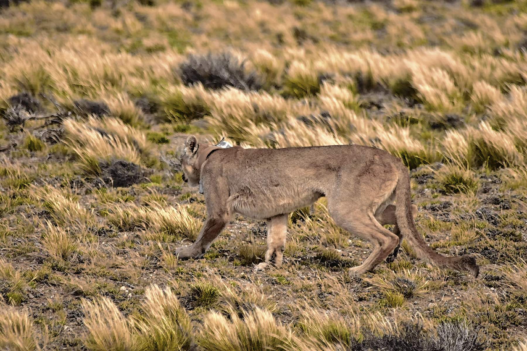Video | Apareció un puma en una planta de Vaca Muerta y sorprendió a ...