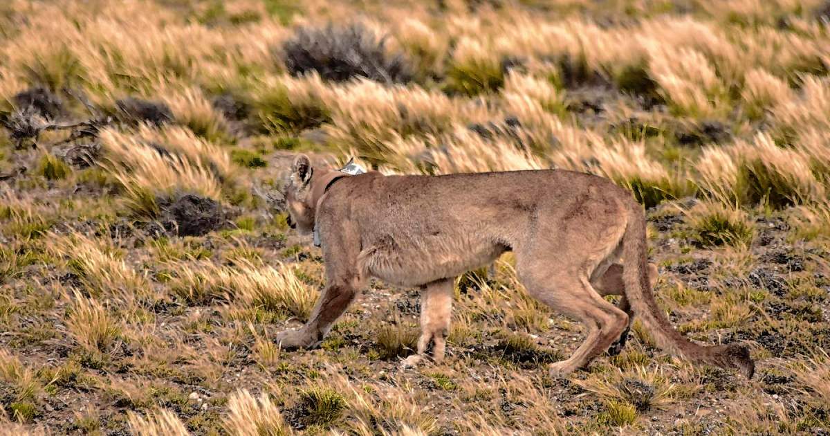 Koi, la puma de la Patagonia que cruzó el mapa: 400 kilómetros y volvió ...