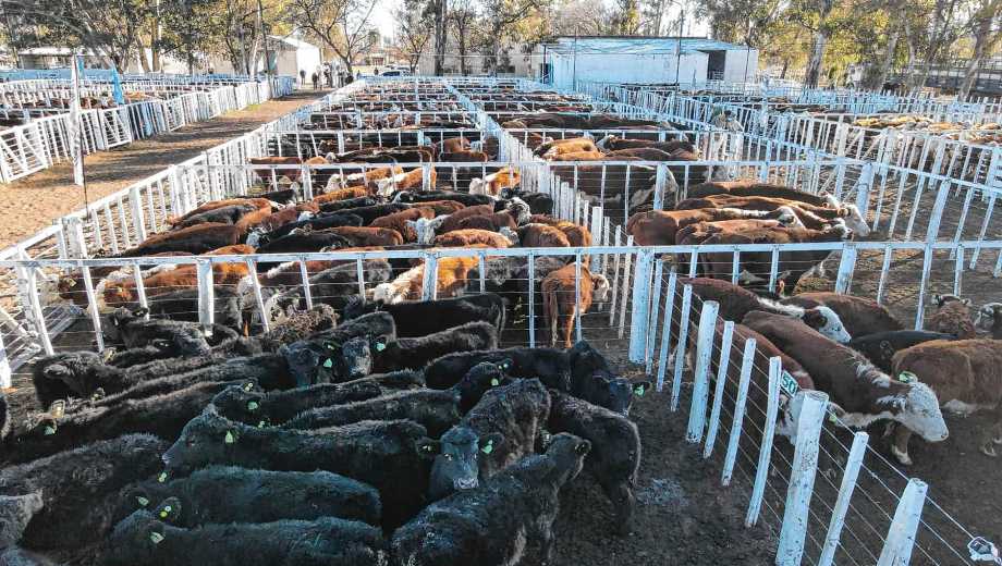 El precio del «gordo» ya ronda los $8.500 el kilo, ¿cuánto más subirá ...