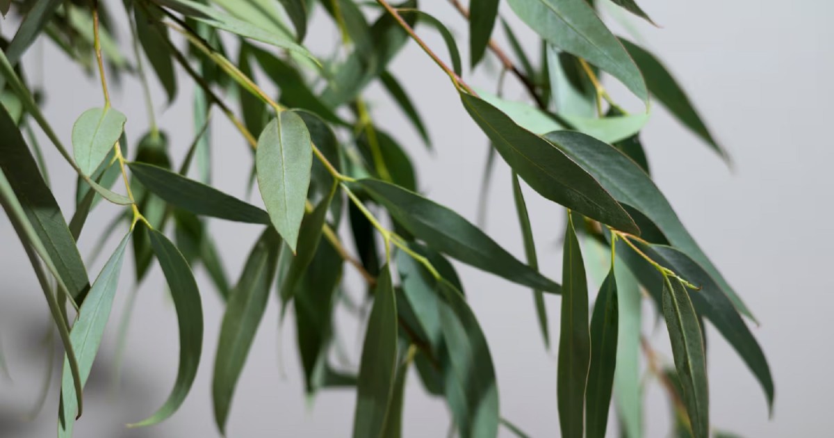 ¿Tenes eucalipto en casa? El mejor lugar para tenerlo si necesitás ...