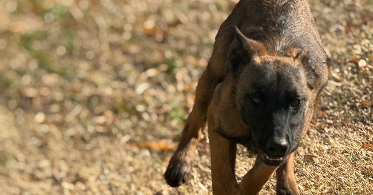 Roma: conocé a la cachorra de solo cuatro meses que se prepara para ser ...