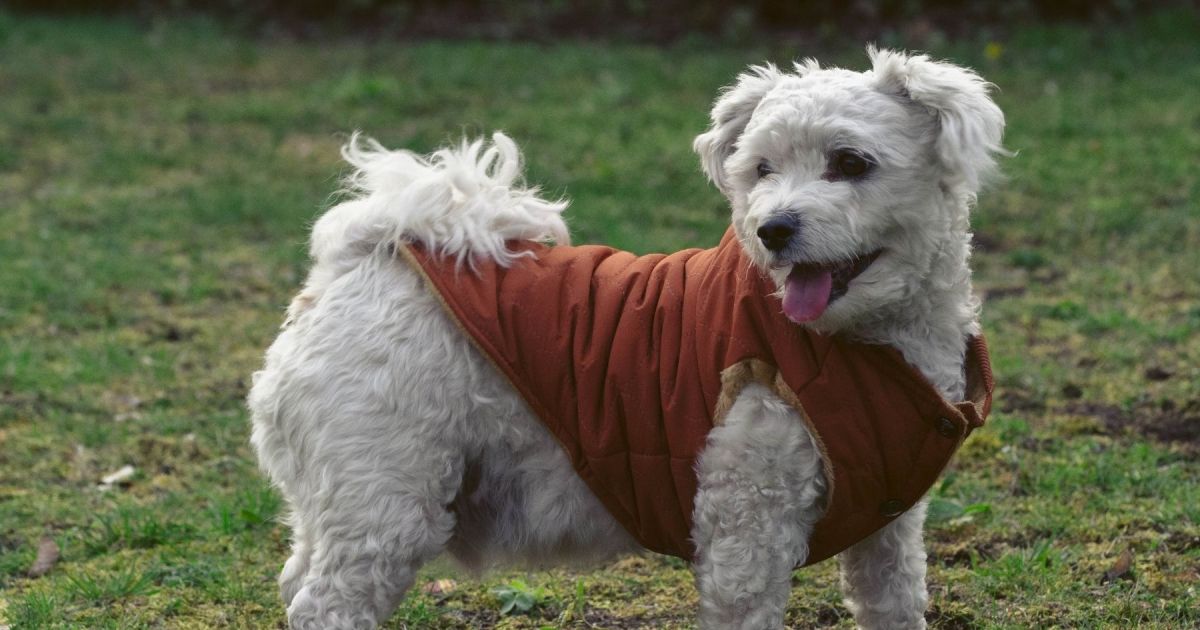 Cuáles son los perros que necesitan abrigo en invierno - Diario Río Negro