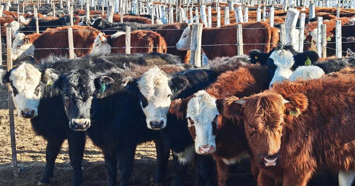 Buena calidad y precios más firmes se alcanzaron en el remate de LM ...