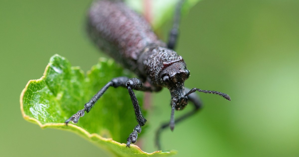 Cómo es el insecto “caballito”, un recolector de madera y maestro del ...