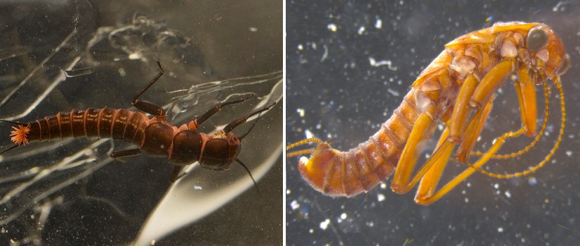 El misterio de Andiperla, el insecto carnívoro de los glaciares en ...