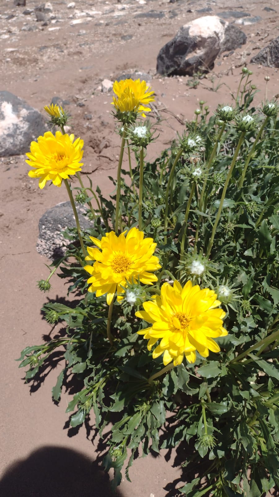 Visita en Neuquén a un vivero de plantas nativas del norte de la ...