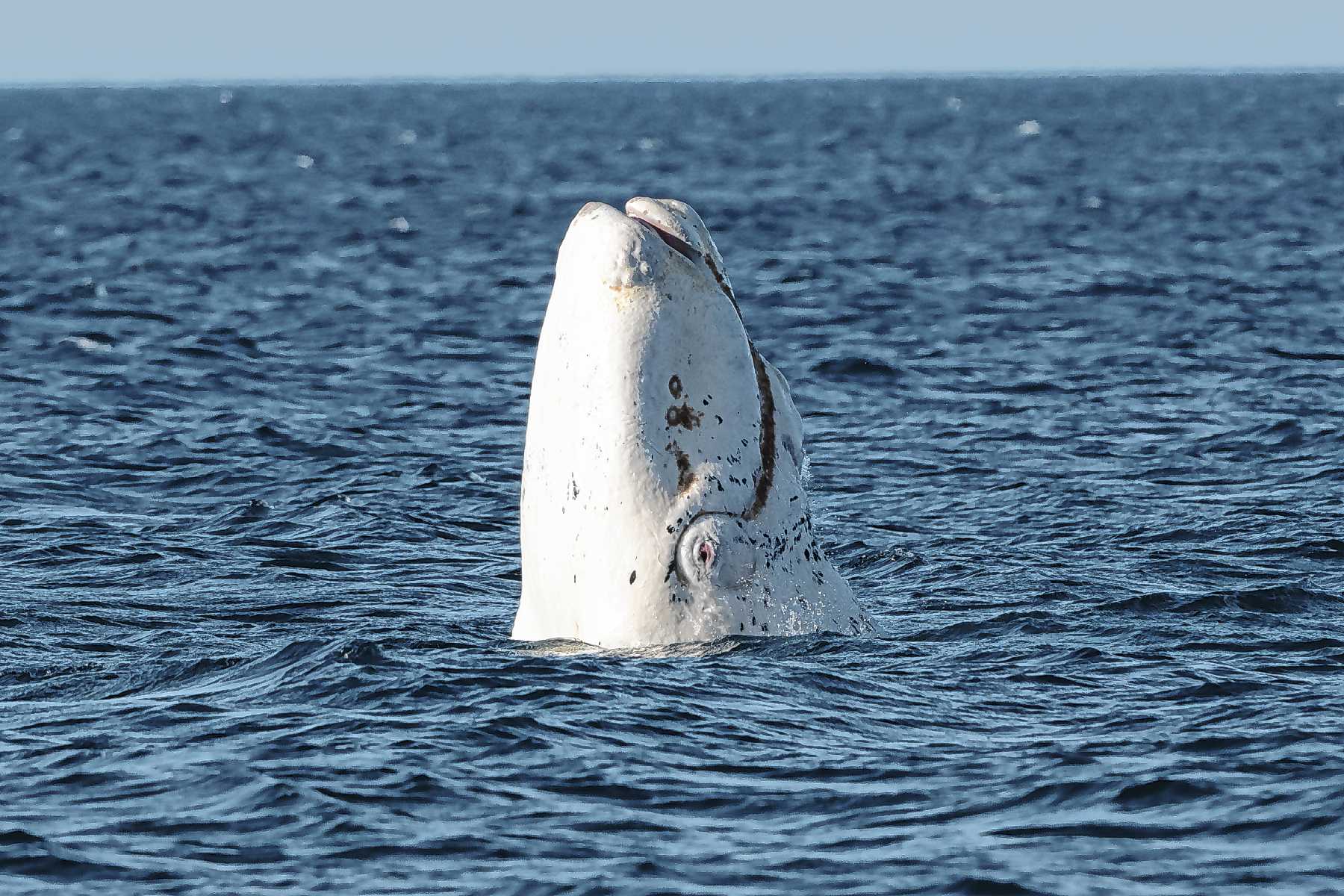 El maravilloso momento frente a una ballena blanca: sorpresa, saltos y ...
