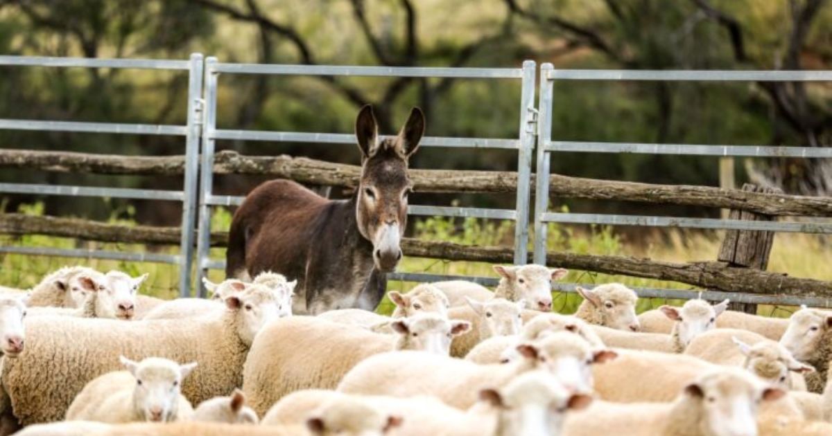 Ni vaca ni oveja: asoma otra opción para producir carne en la Patagonia ...