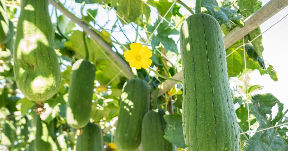 Cómo cultivar luffa: la planta trepadora que te regala esponjas ...