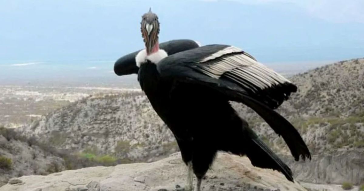 Cóndor en peligro: Neuquén y Mendoza unen fuerzas por la conservación ...