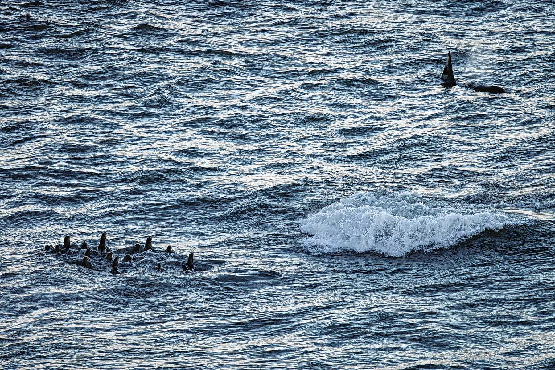 Orcas en Punta Bermeja: una impresionante muestra fotográfica para ...