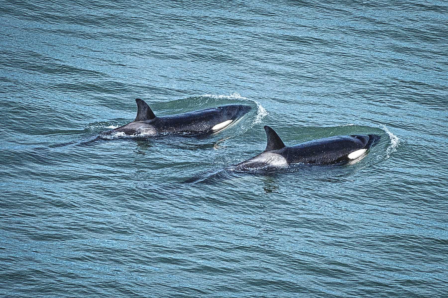 Orcas en Punta Bermeja: una impresionante muestra fotográfica para ...