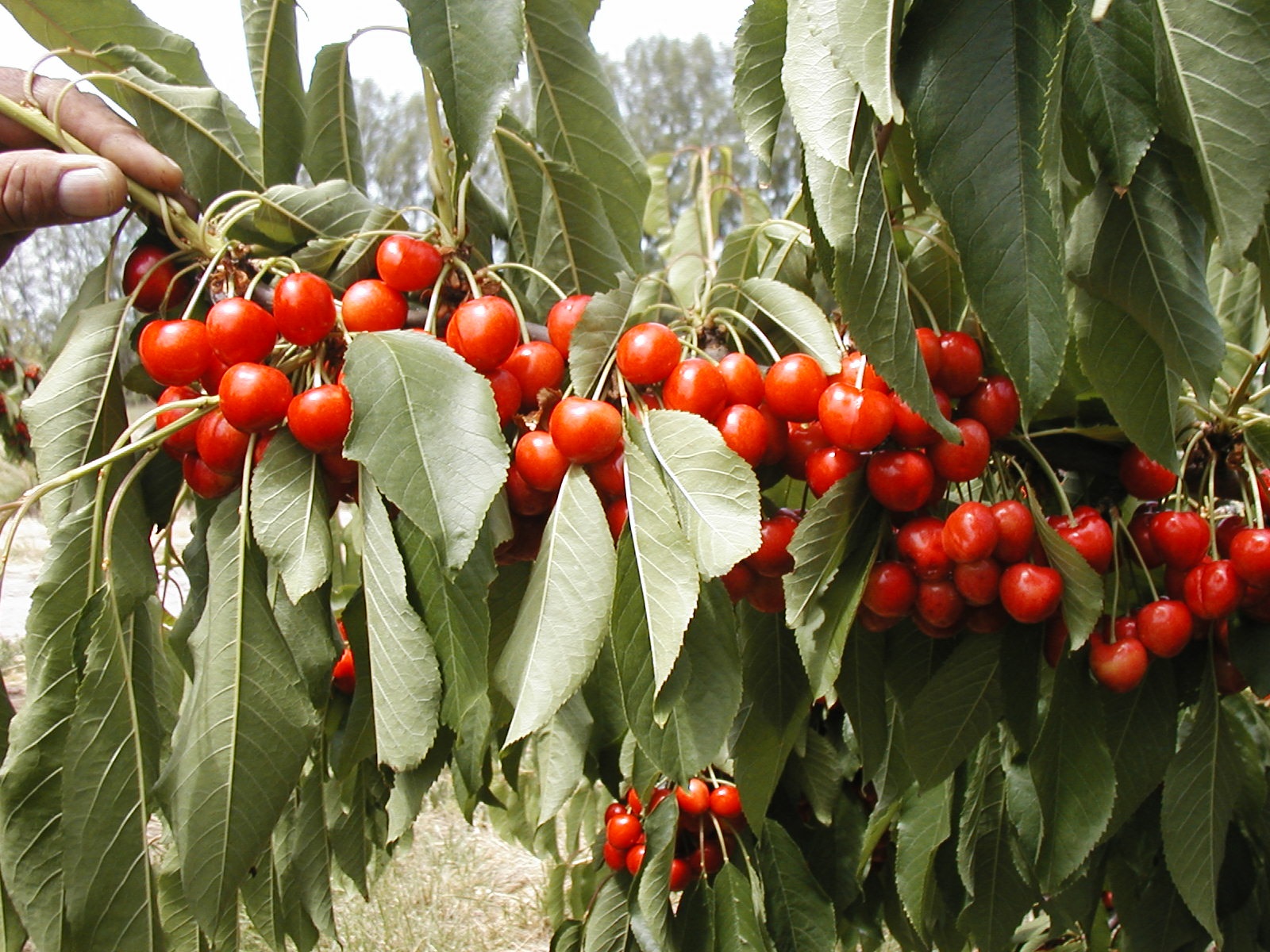 ¿Cuánto cuesta plantar una hectárea de cerezas en Río Negro o Neuquén ...
