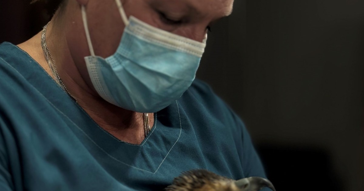 Bárbara, la veterinaria de Junín de los Andes que se abocó a la ...