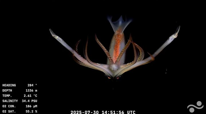 Expedición del Conicet: Martín Brogger, el científico de Río Negro que ...