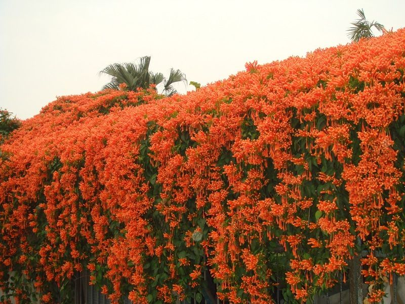 La planta trepadora de rápido crecimiento que florece todo el año y ...