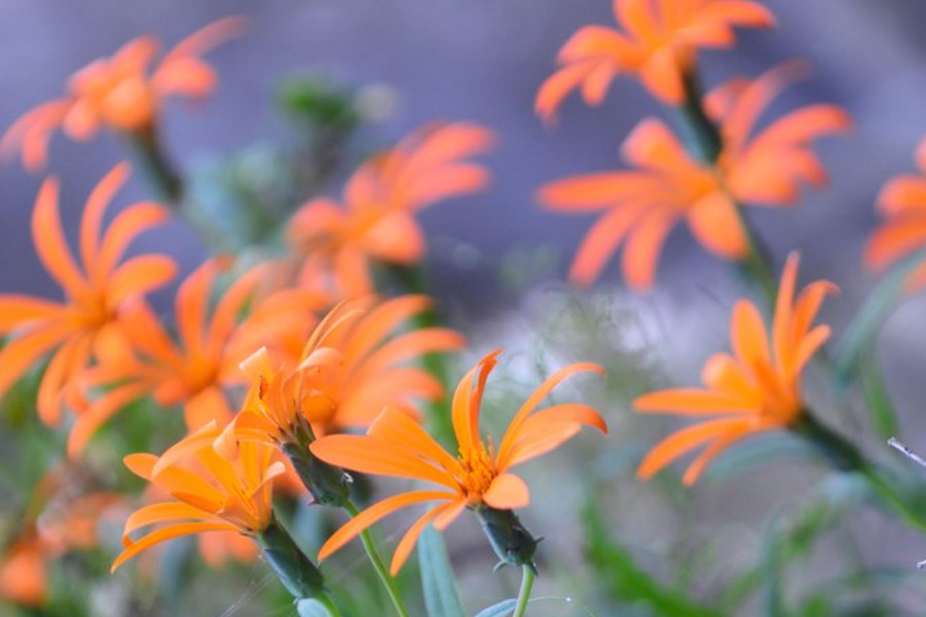 Mutisia: agreste y hermosa, así es la flor del Neuquén ideal para los jardines de la cordillera ...