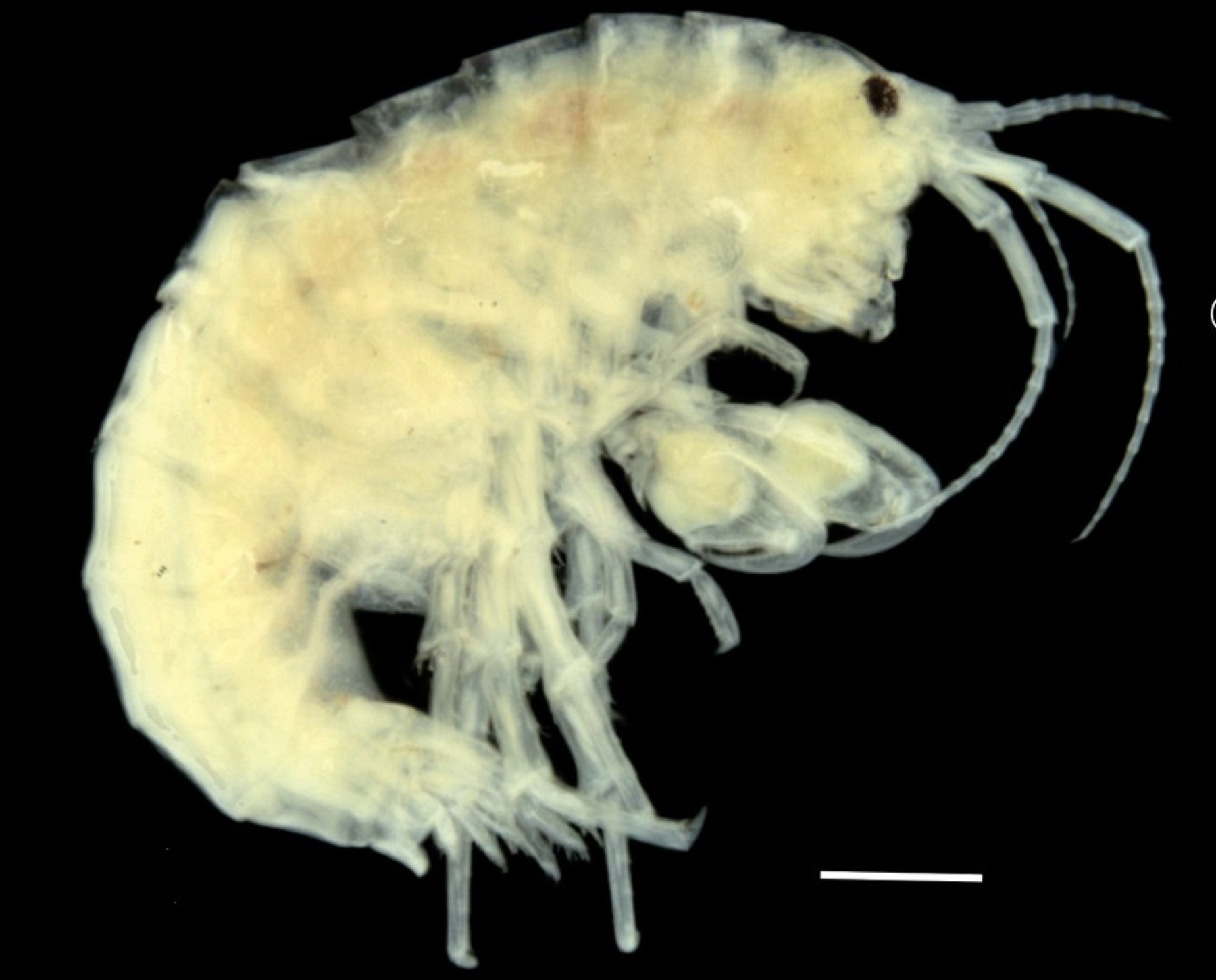 En las aguas termales del Domuyo, científicos descubren una nueva ...