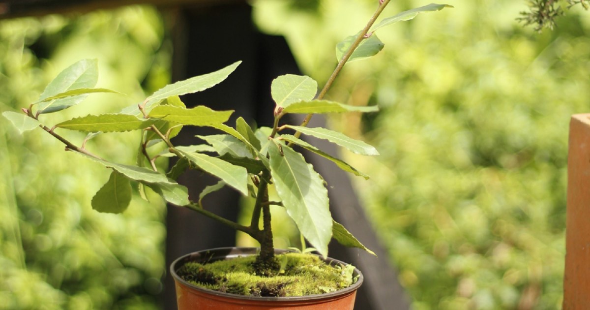 Cómo plantar laurel en casa: la guía práctica para tener siempre hojas ...